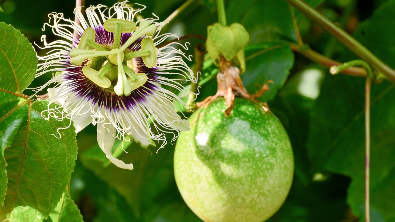 21 Edible Native Plants: Growing a Native Food Garden