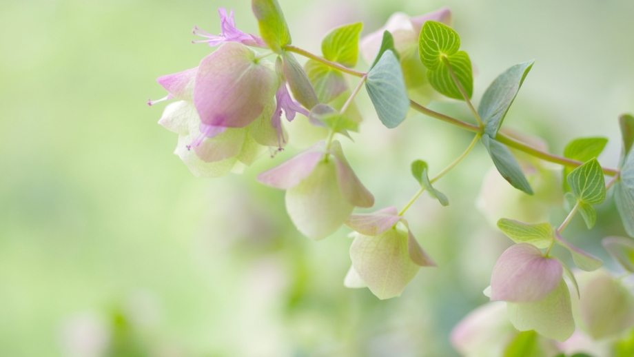 How to Plant, Grow, and Care for ‘Kent Beauty’ Ornamental Oregano