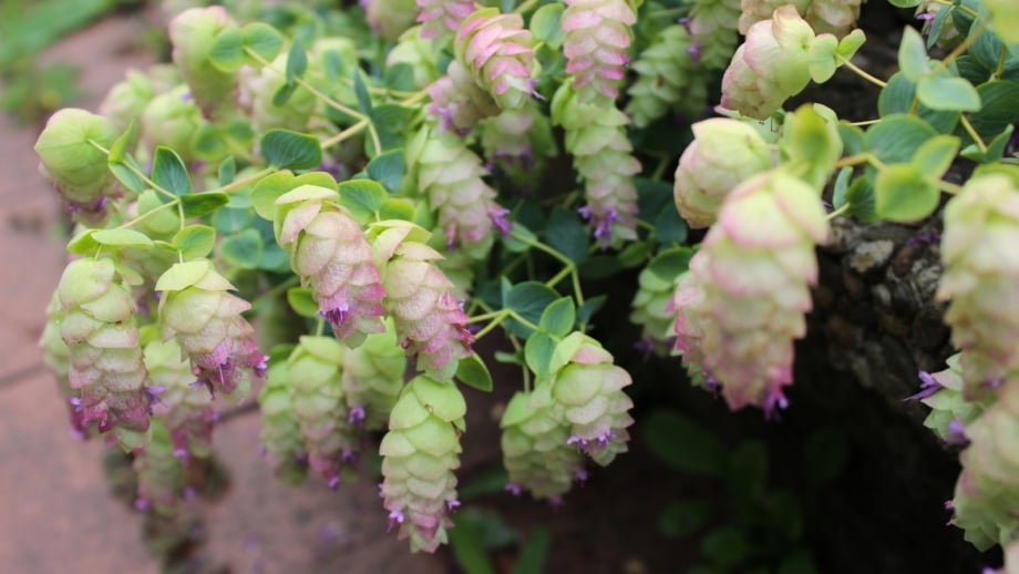 How to Plant, Grow, and Care for ‘Kent Beauty’ Ornamental Oregano