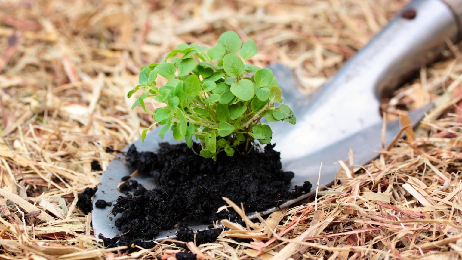 How to Plant, Grow, and Care for ‘Kent Beauty’ Ornamental Oregano