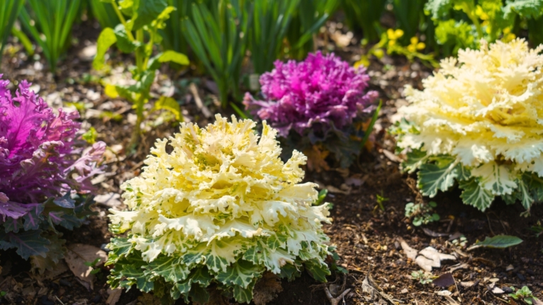 15 Beautiful Vegetables with Ornamental Appeal