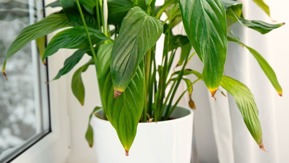 9 Ways to Save Over-Fertilized Plants