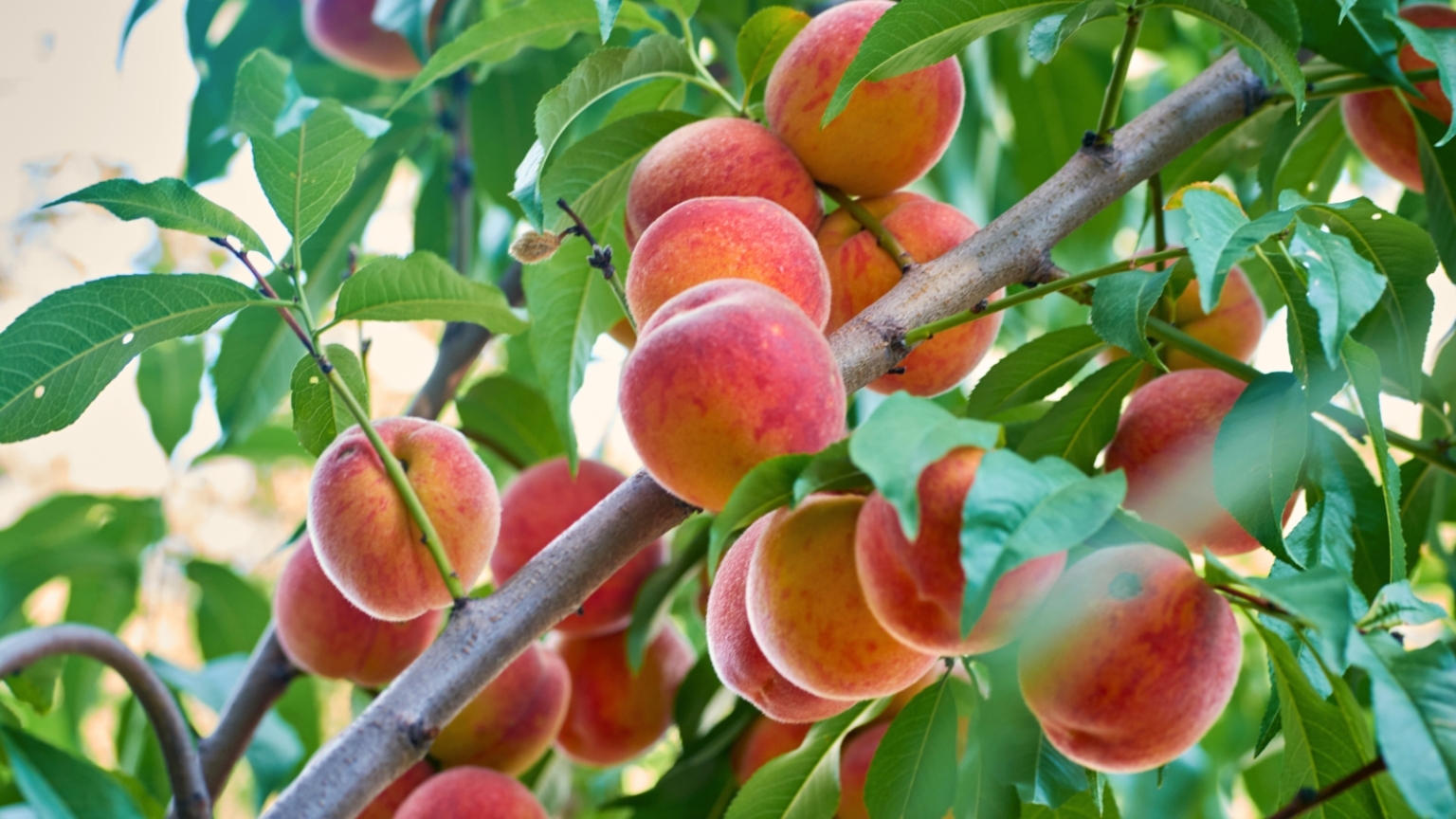 What’s the Difference Between Freestone and Clingstone Peaches?
