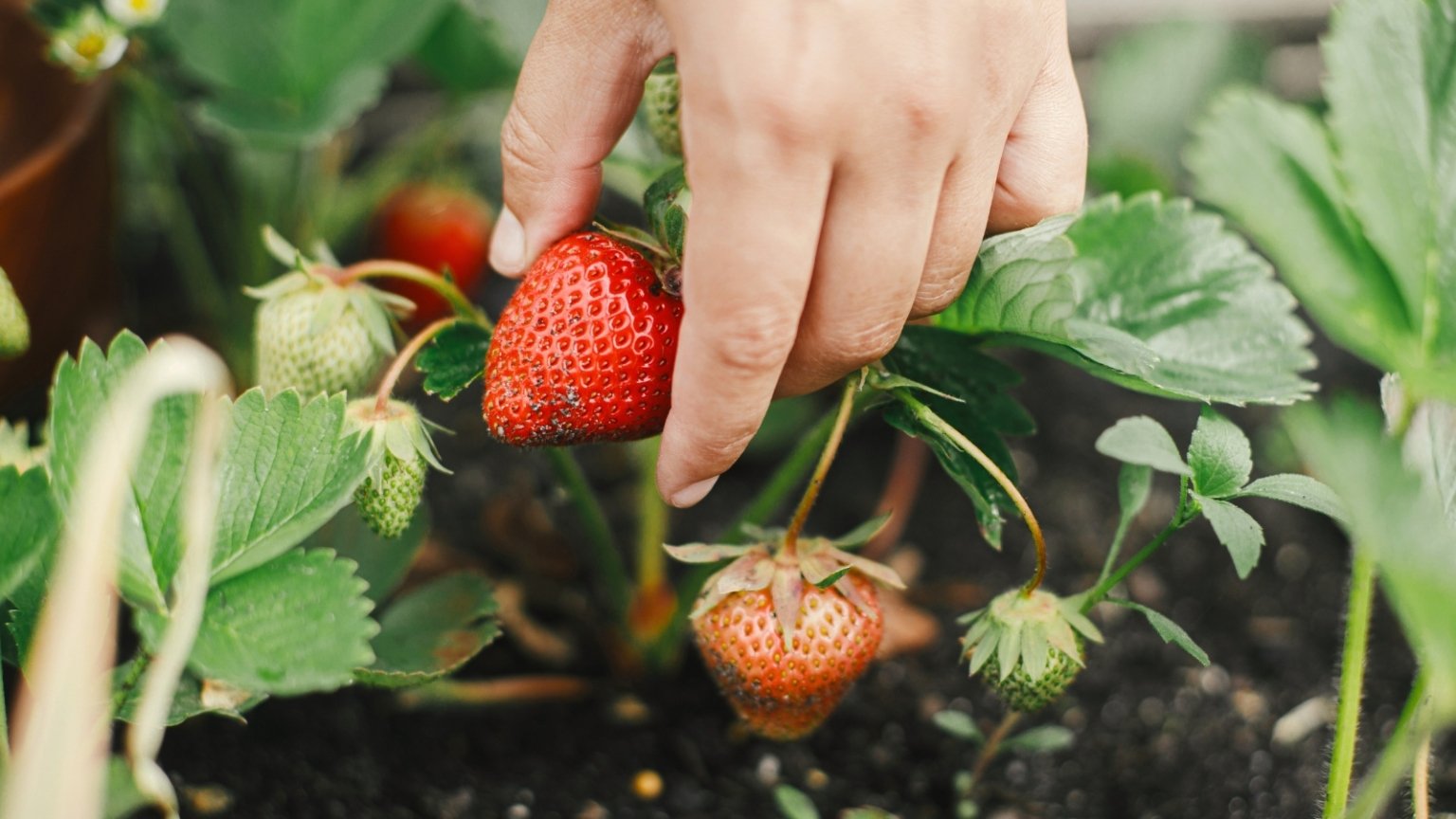 Strawberry Growth Stages: How Fast do Strawberries Grow?