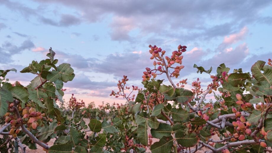 How to Plant, Grow, and Care for Pistachio Trees - Epic Gardening