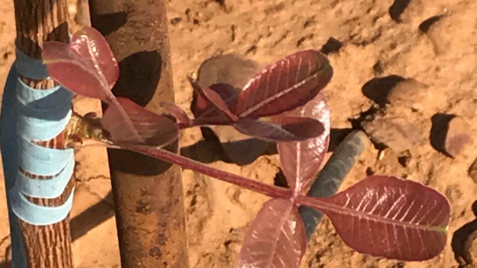 How to Plant, Grow, and Care for Pistachio Trees - Epic Gardening