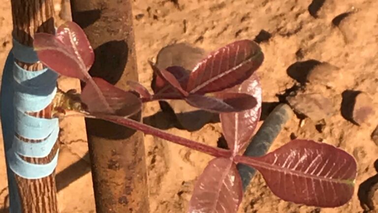 How to Plant, Grow, and Care for Pistachio Trees - Epic Gardening