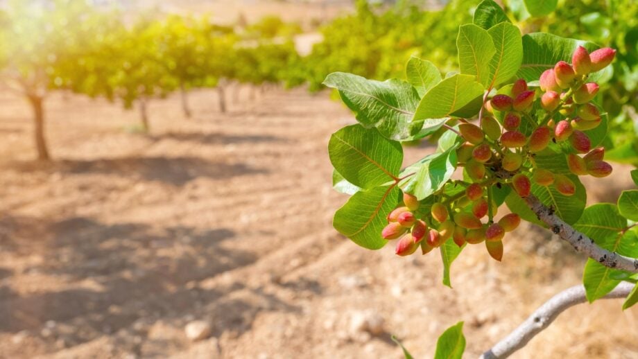 How to Plant, Grow, and Care for Pistachio Trees - Epic Gardening