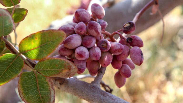 How to Plant, Grow, and Care for Pistachio Trees - Epic Gardening