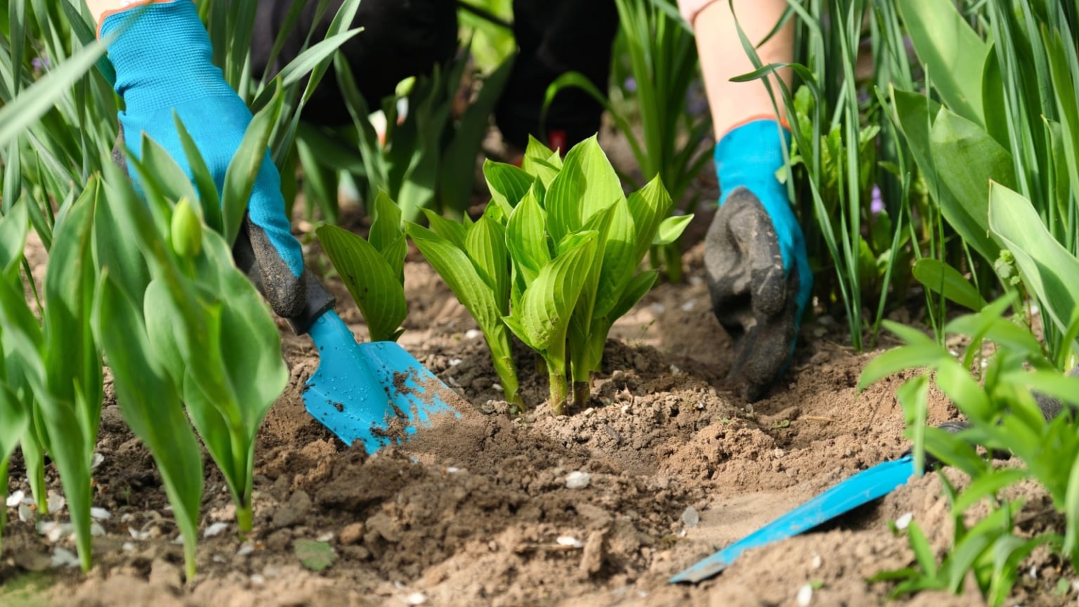 How to Plant, Grow, and Care for 'Empress Wu' hosta