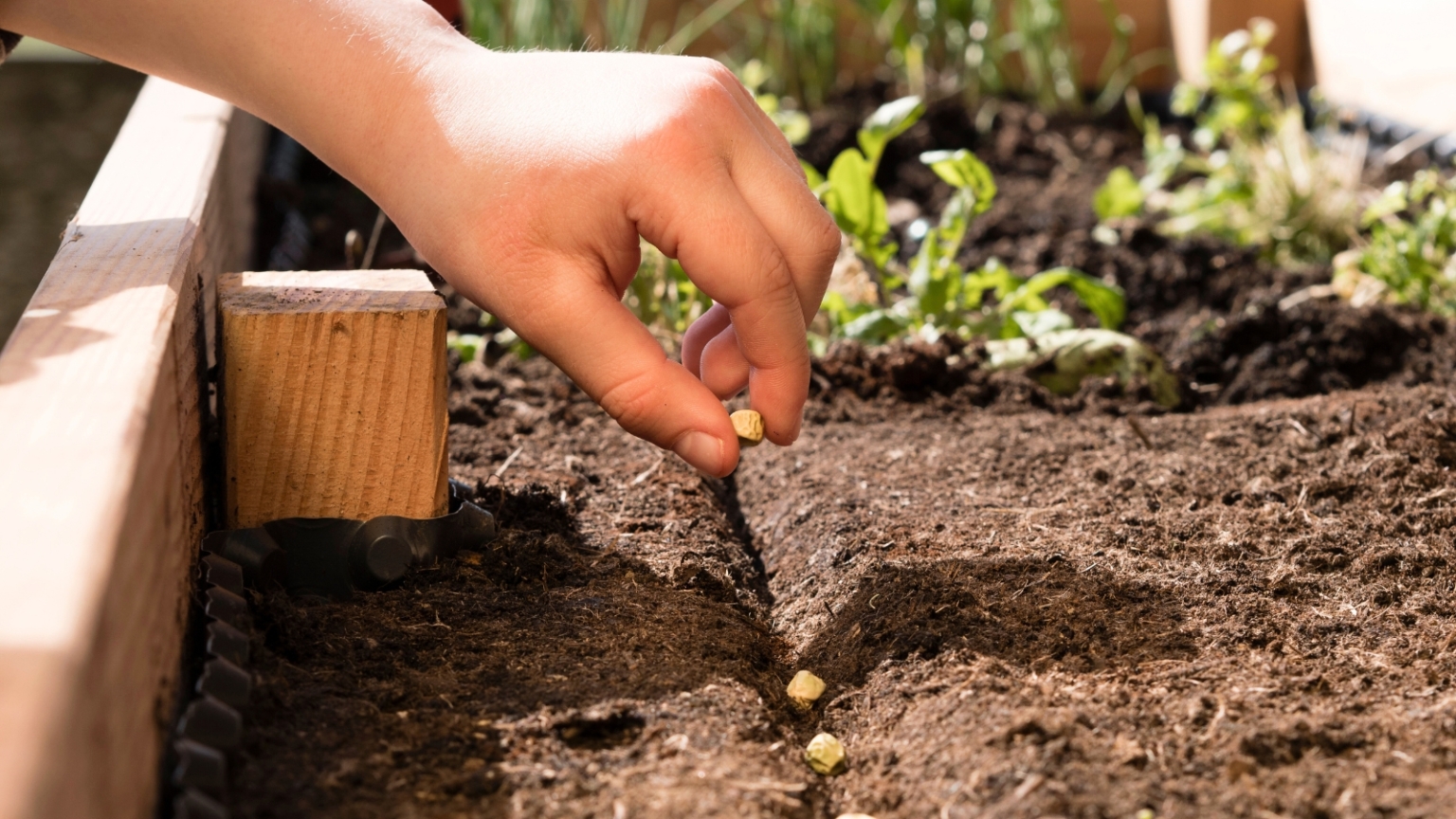 5 Tips for Growing Peas in Raised Beds