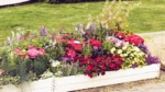 How to Grow a Pollinator Garden in Raised Beds