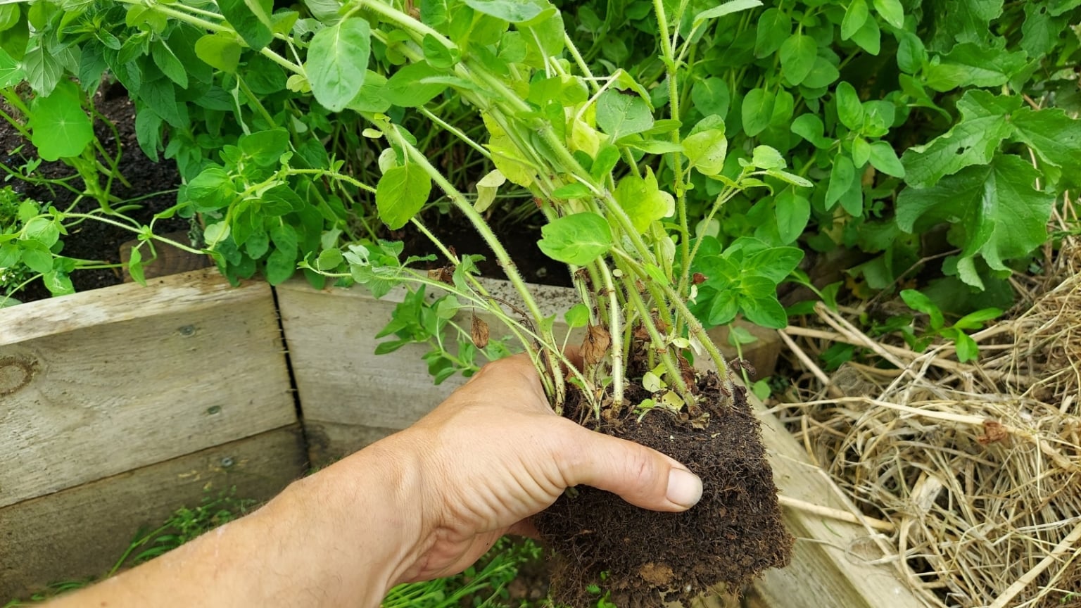 How to Plant, Grow, and Care for ‘Kent Beauty’ Ornamental Oregano
