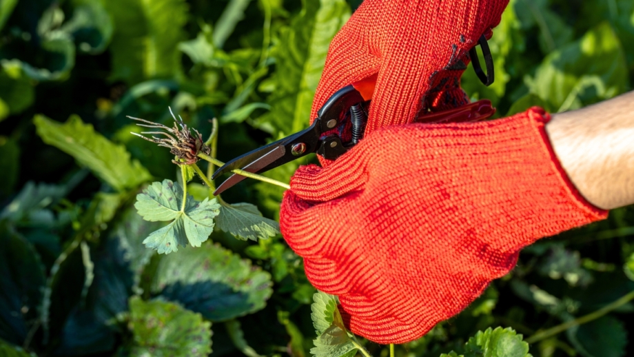 15 Gardening Tasks to Do in June