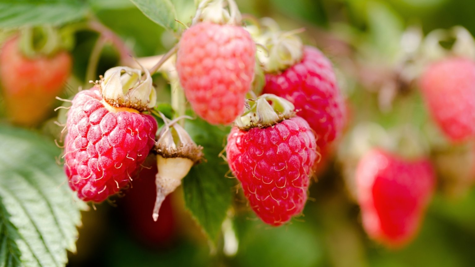 15 Compact Berry Plants That Grow Well in Containers
