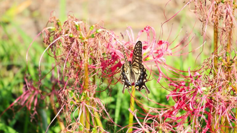 How to Plant, Grow, and Care for Red Spider Lily