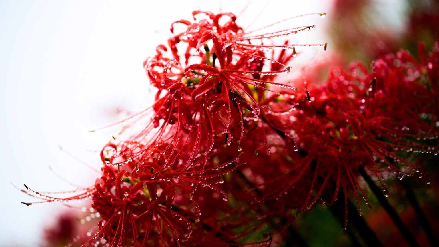 How to Plant, Grow, and Care for Red Spider Lily