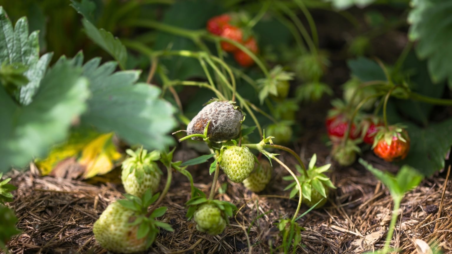7 Benefits of Removing Strawberry Runners