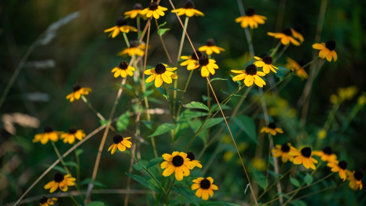 How to Plant, Grow, and Care for Brown-Eyed Susans