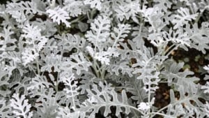 17 Garden Plants With a Silver Sheen