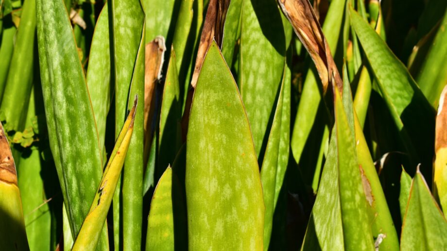 How To Plant, Grow, and Care for Sword Sansevieria