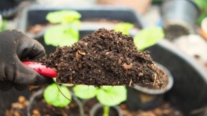 Understanding Your Soil Test Results: What to Do Next