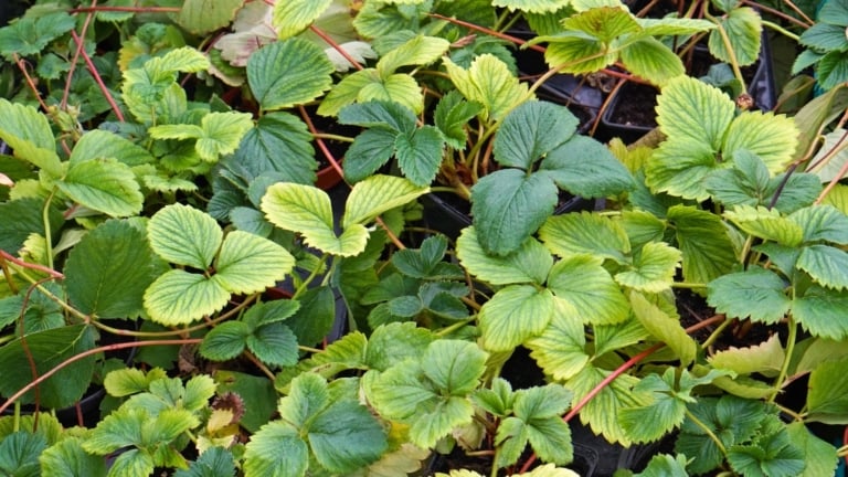 How Much Sun Do Strawberries Need?