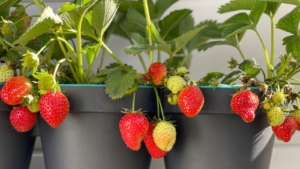 15 Compact Berry Plants That Grow Well in Containers