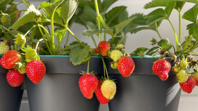 15 Compact Berry Plants That Grow Well in Containers