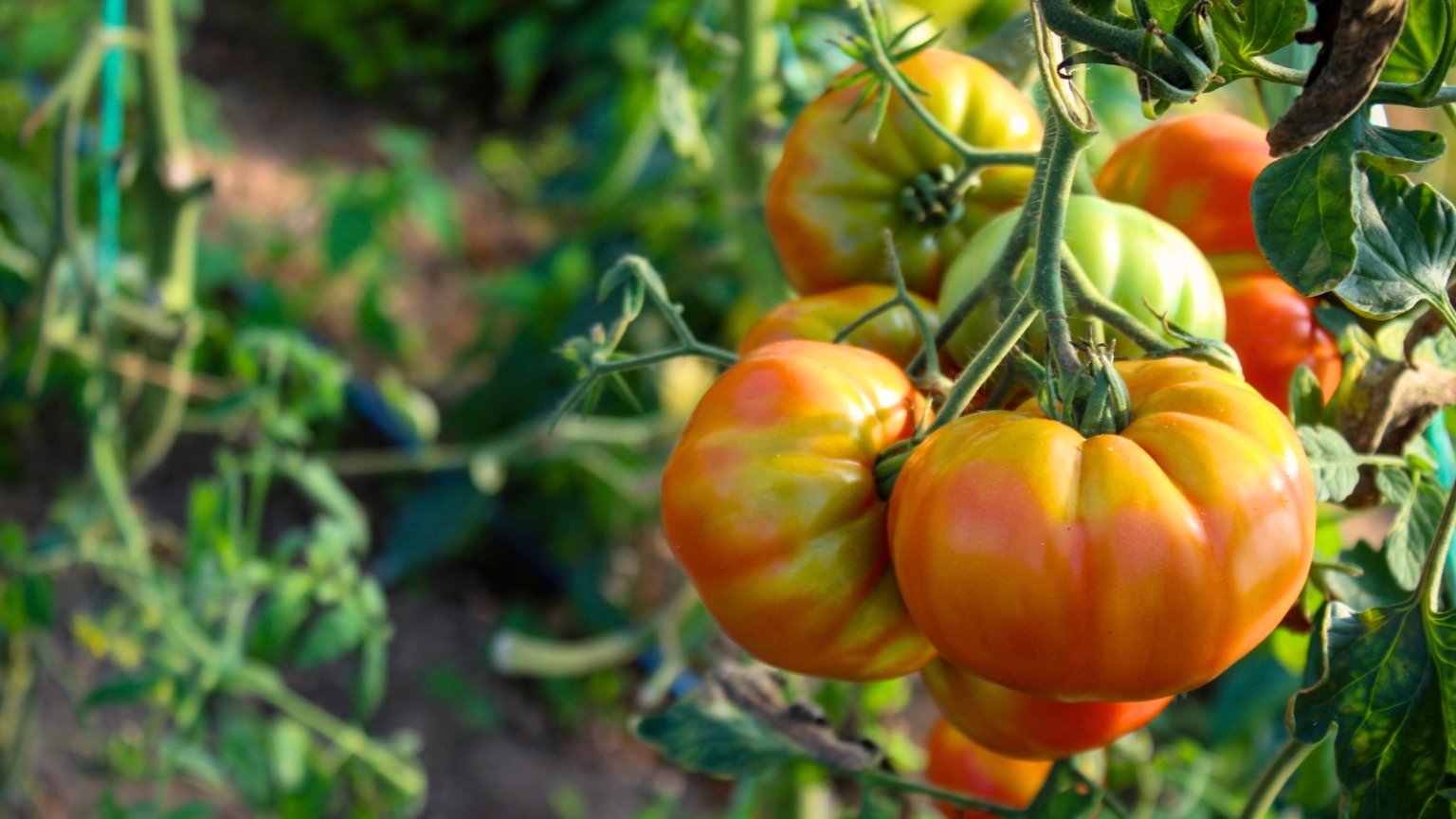17 Tastiest Tomato Varieties for Fresh Eating