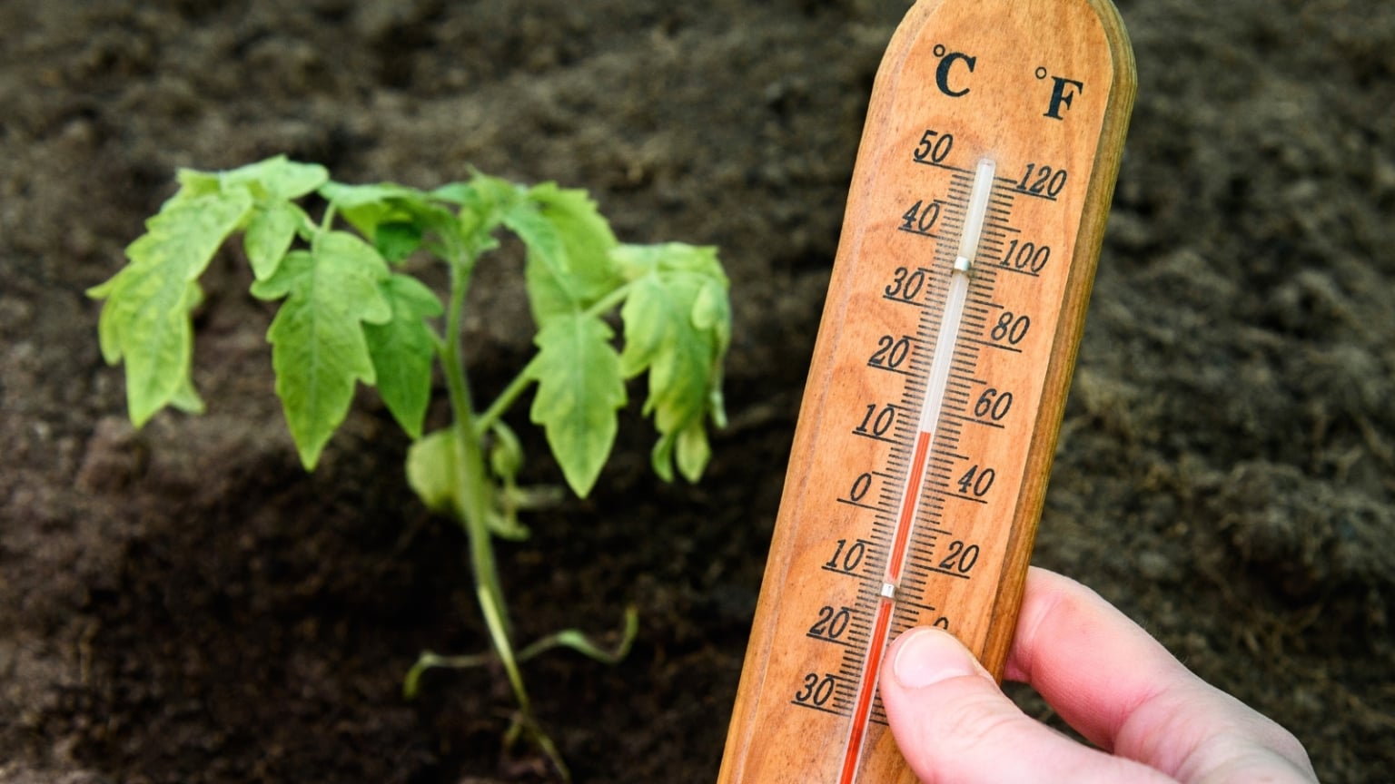 9 Reasons Why Your Tomato Plant Has Stunted Growth