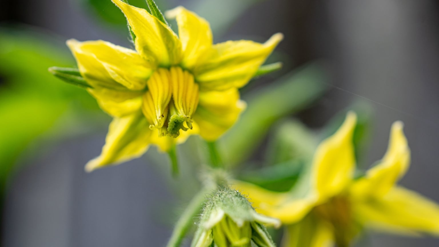 A Comprehensive Guide to Creating Your Own Hybrid Tomatoes