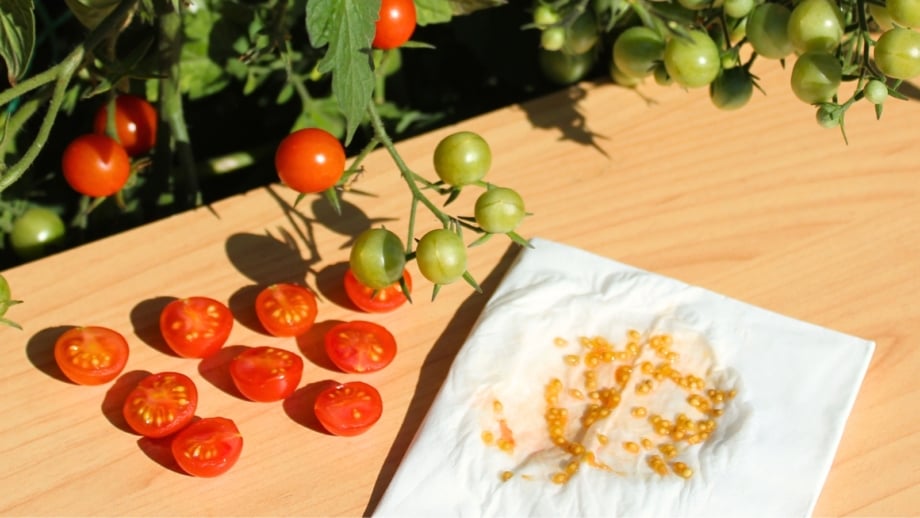 A Comprehensive Guide to Creating Your Own Hybrid Tomatoes