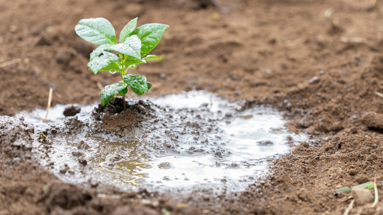 How to Plant, Grow, and Care for Arabica Coffee Plants