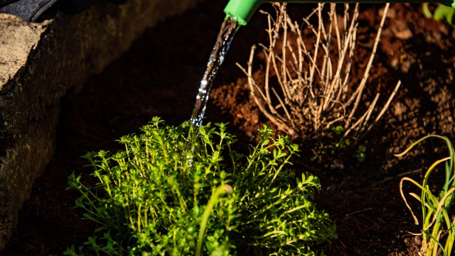 How to Plant, Grow, and Care for English Thyme