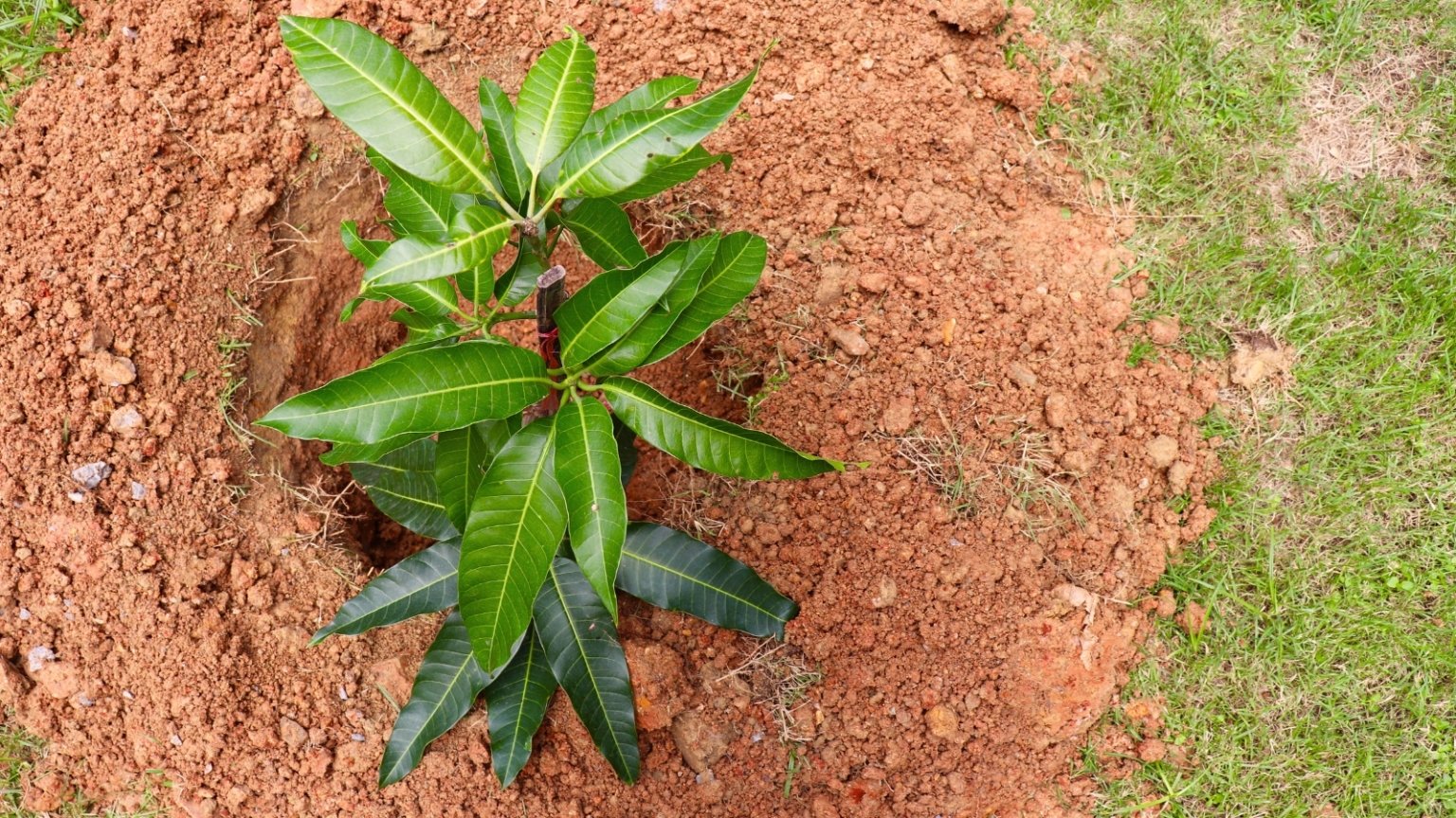 How to Plant, Grow, and Care for 'Glenn' Mango Trees