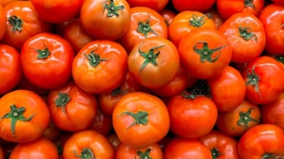 How to Plant, Grow, and Care for 'Celebrity' Tomatoes