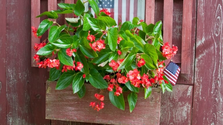 19 Plants For Beautiful Hanging Baskets In the Shade