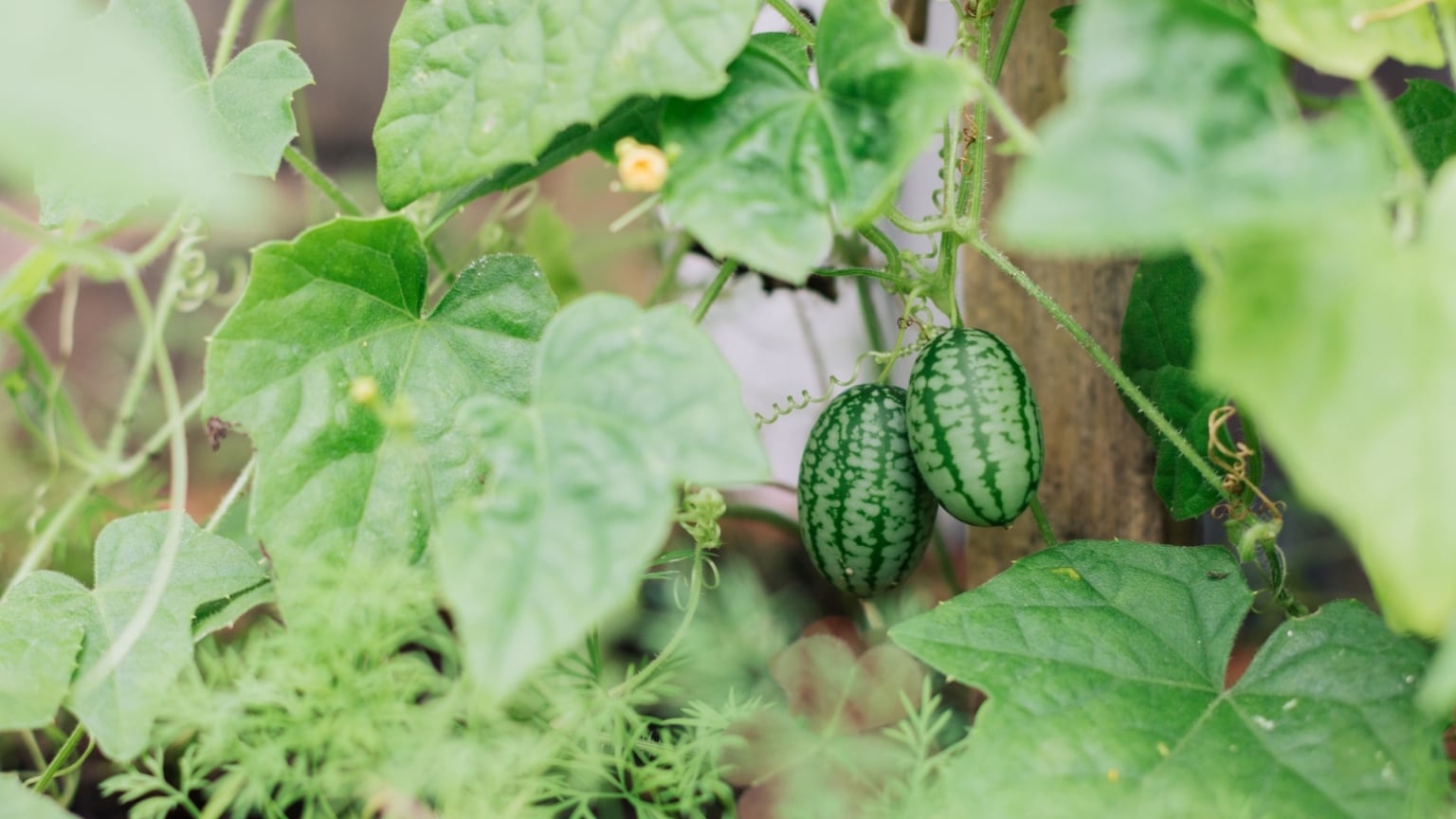 9 Best Cucumbers for Pickling