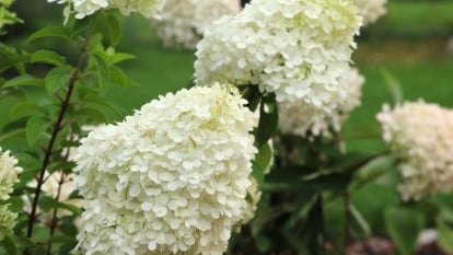How to Plant, Grow, and Care for 'PeeGee' Hydrangeas