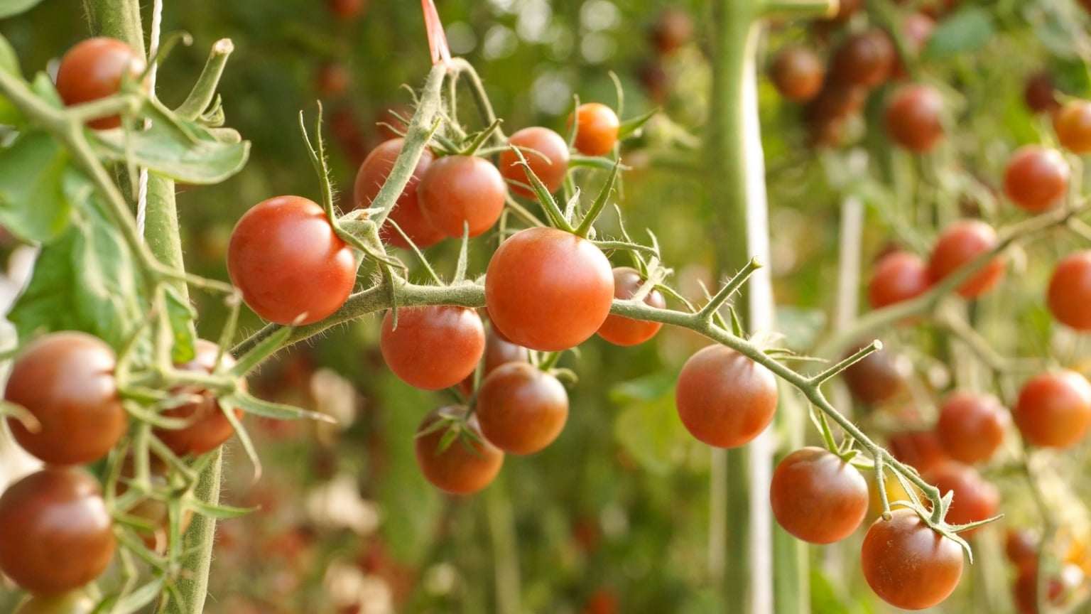 13 Prize-Winning Tomatoes You Need in Your Garden