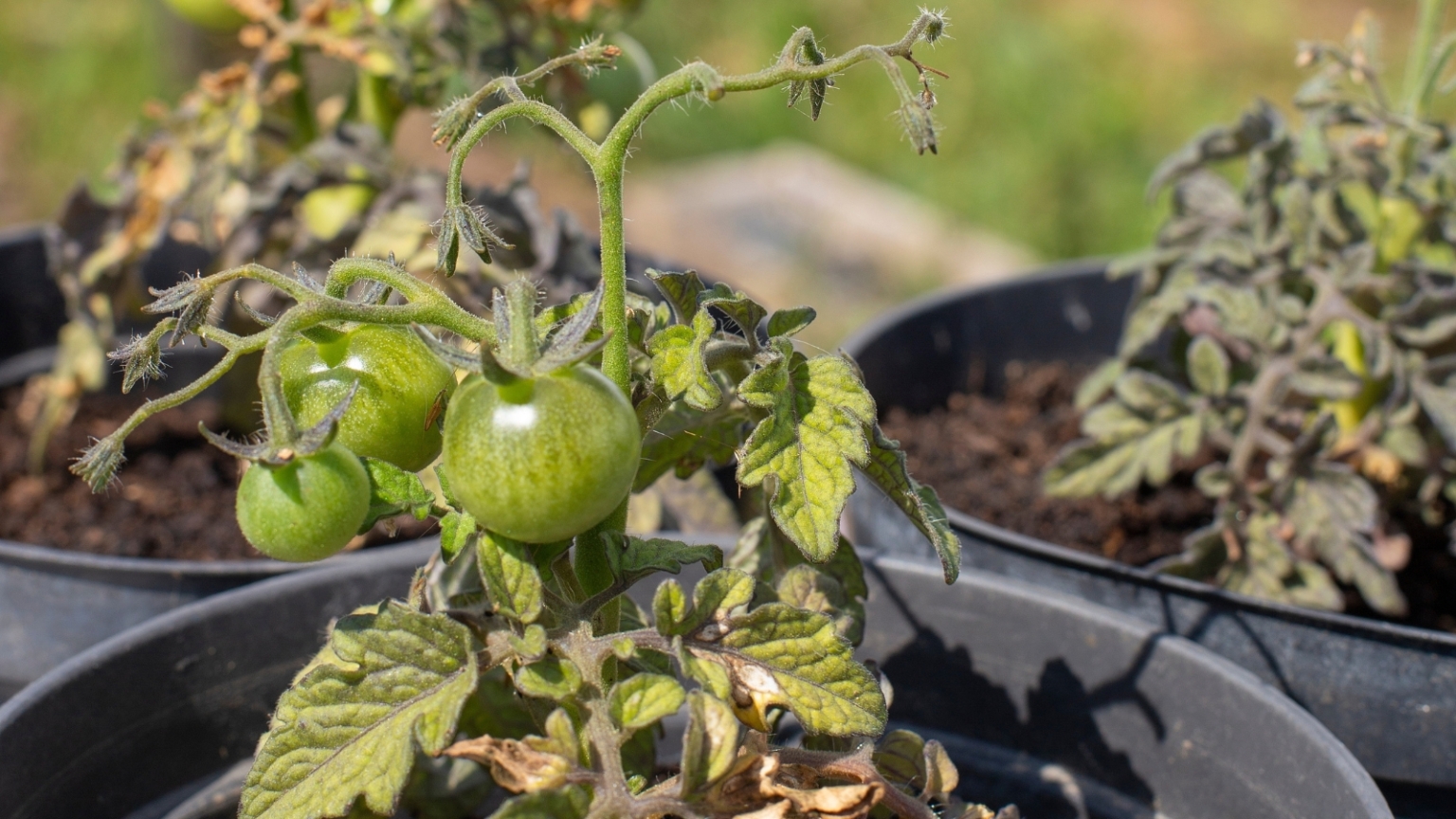 10 Things You Should Never Do When Growing Tomatoes in Containers