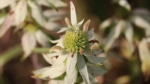 How to Plant, Grow, and Care for Spotted Bee Balm