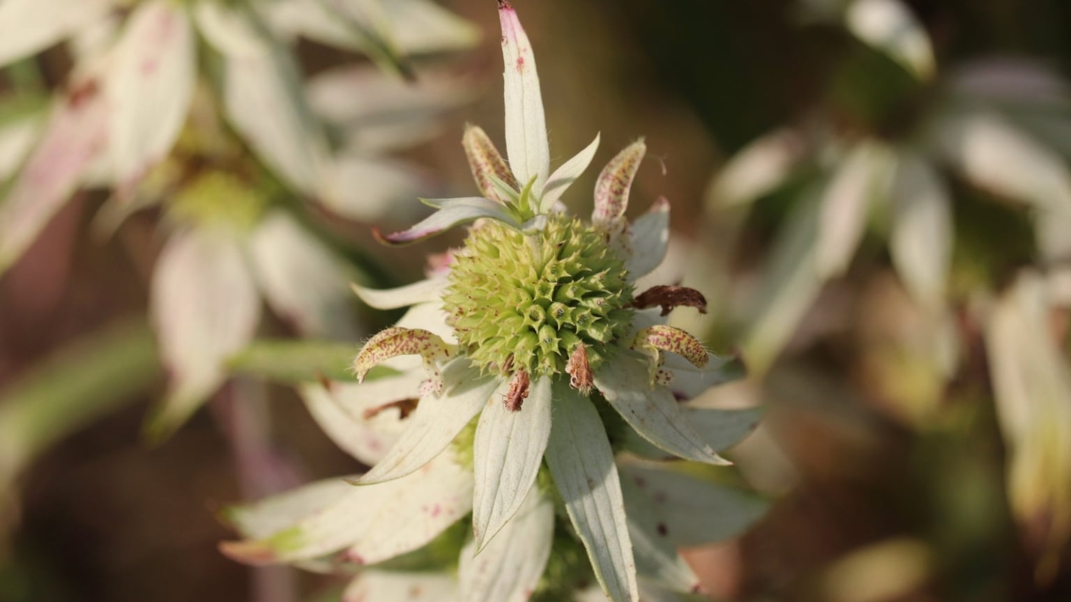 How to Plant, Grow, and Care for Spotted Bee Balm