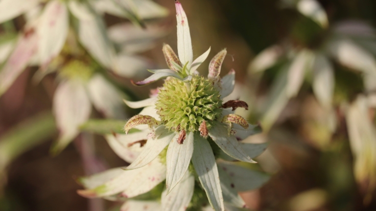 How to Plant, Grow, and Care for Spotted Bee Balm
