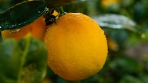 How to Plant, Grow, and Care for 'Improved Meyer' Lemon Bushes