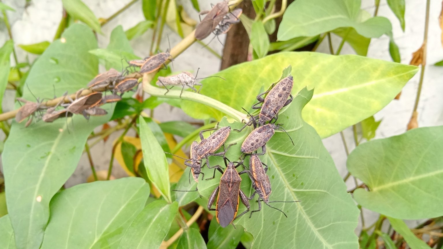 What’s Eating My Zucchini? 9 Pests to Watch For