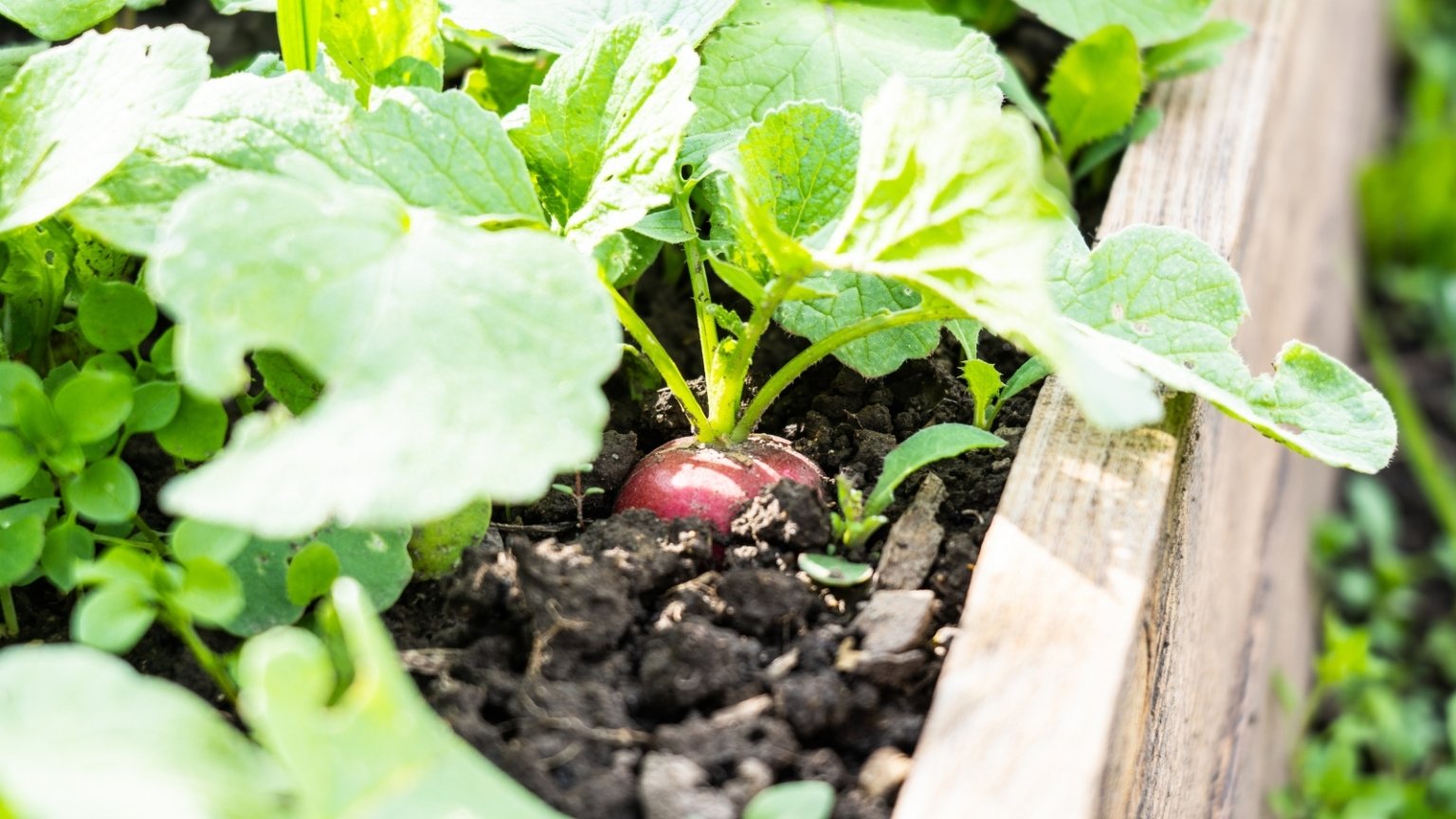 A Guide to Growing Root Vegetables in Raised Beds