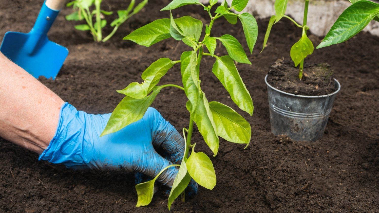 Extending the Harvest: Fall Care for Pepper Plants