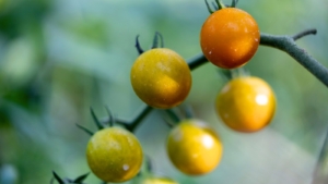 How to Plant, Grow, and Care for 'Sun Gold' Tomatoes